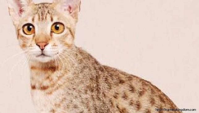 10 อันดับสายพันธุ์แมวที่ค่าตัวแพงที่สุด