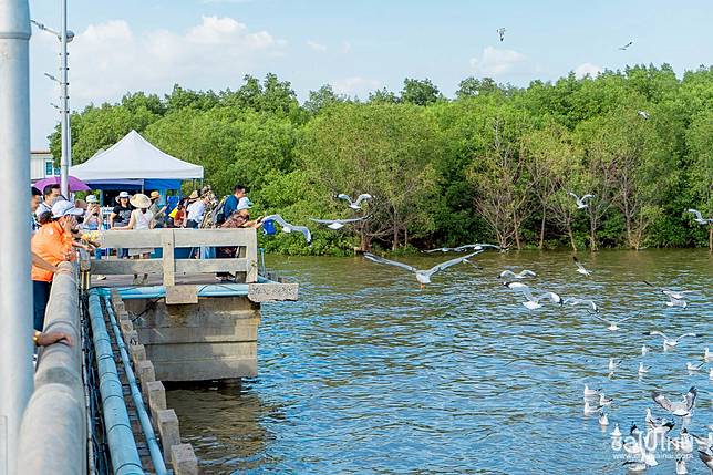 ชิลไปไหน | นกนางนวลมาแล้ว! ชี้จุดชมนกใกล้ชิดที่บางปู อพยพกลุ่มใหญ่นับ ...