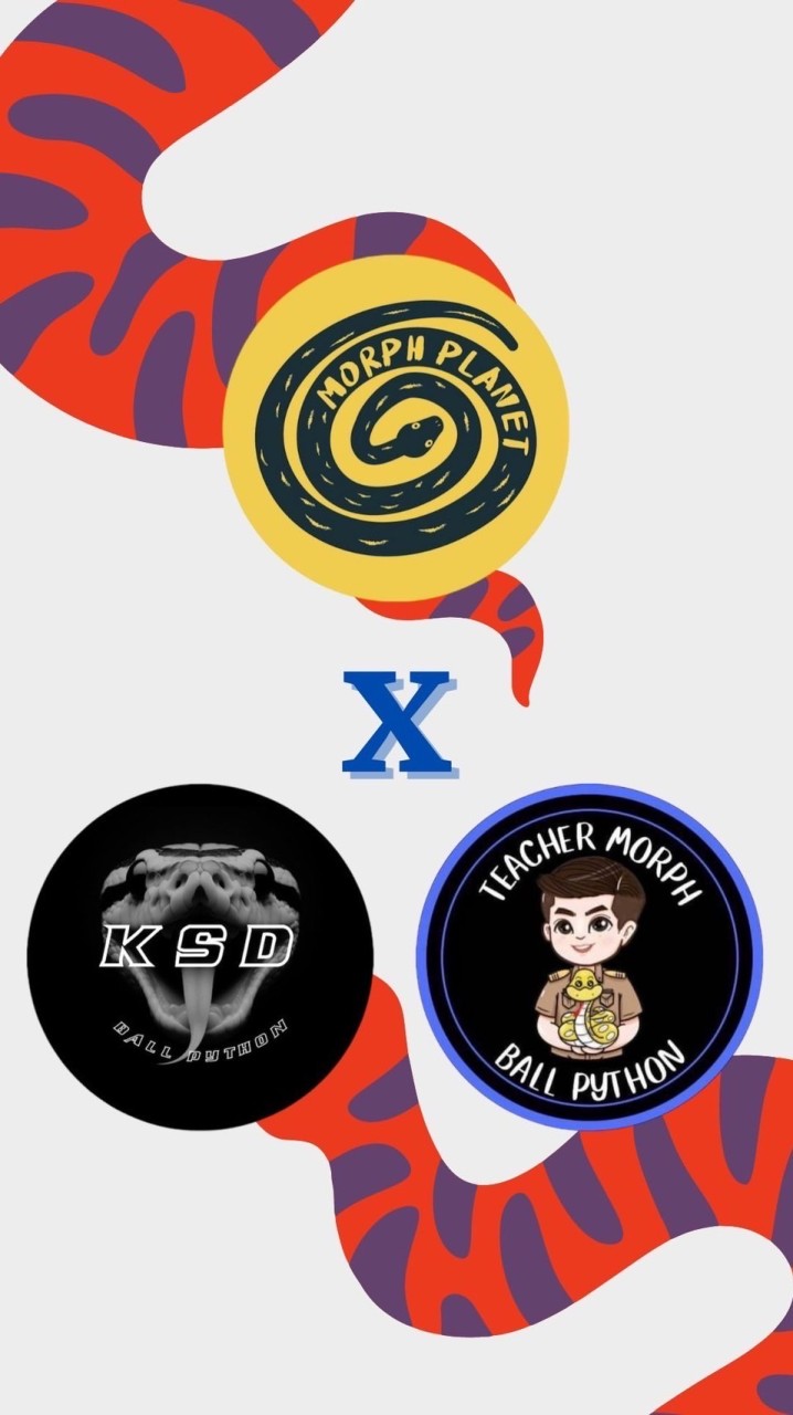 Morph planet & Teacher Morph & KSD Ball python