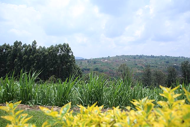 Chinese Juncao technology helps Rwandan farmers alleviate poverty ...