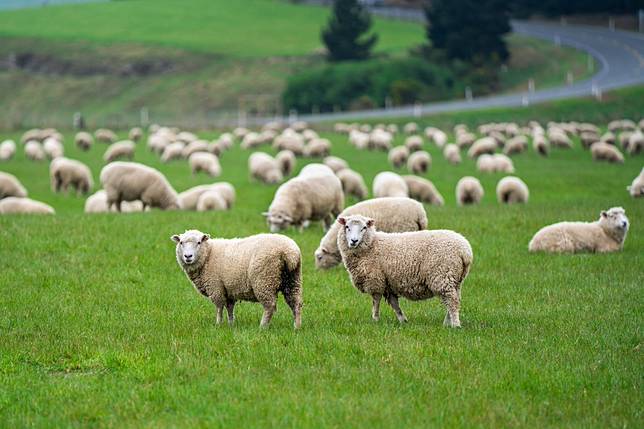 เนื้อแกะในออสเตรเลียราคาร่วง 75% เกษตรกรสุดทน ถึงกับต้องให้ฟรี ...