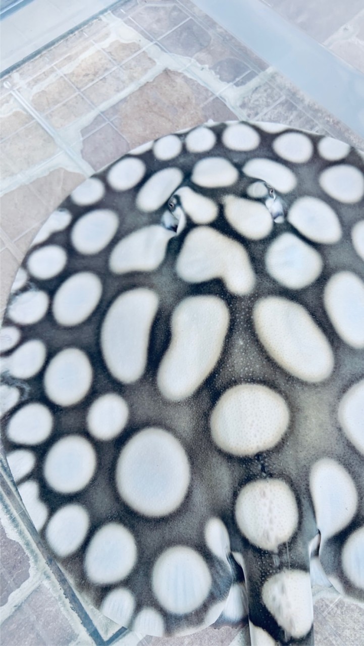 Auction Super White (SW) Stingray