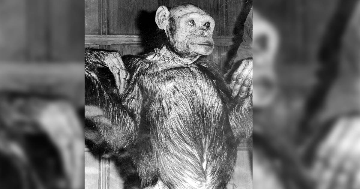 Humanzee เผ่าพันธุ์มนุษย์ผสมกับชิมแปนซี ที่นักวิทย์ฯ เคยคิดสร้าง ...