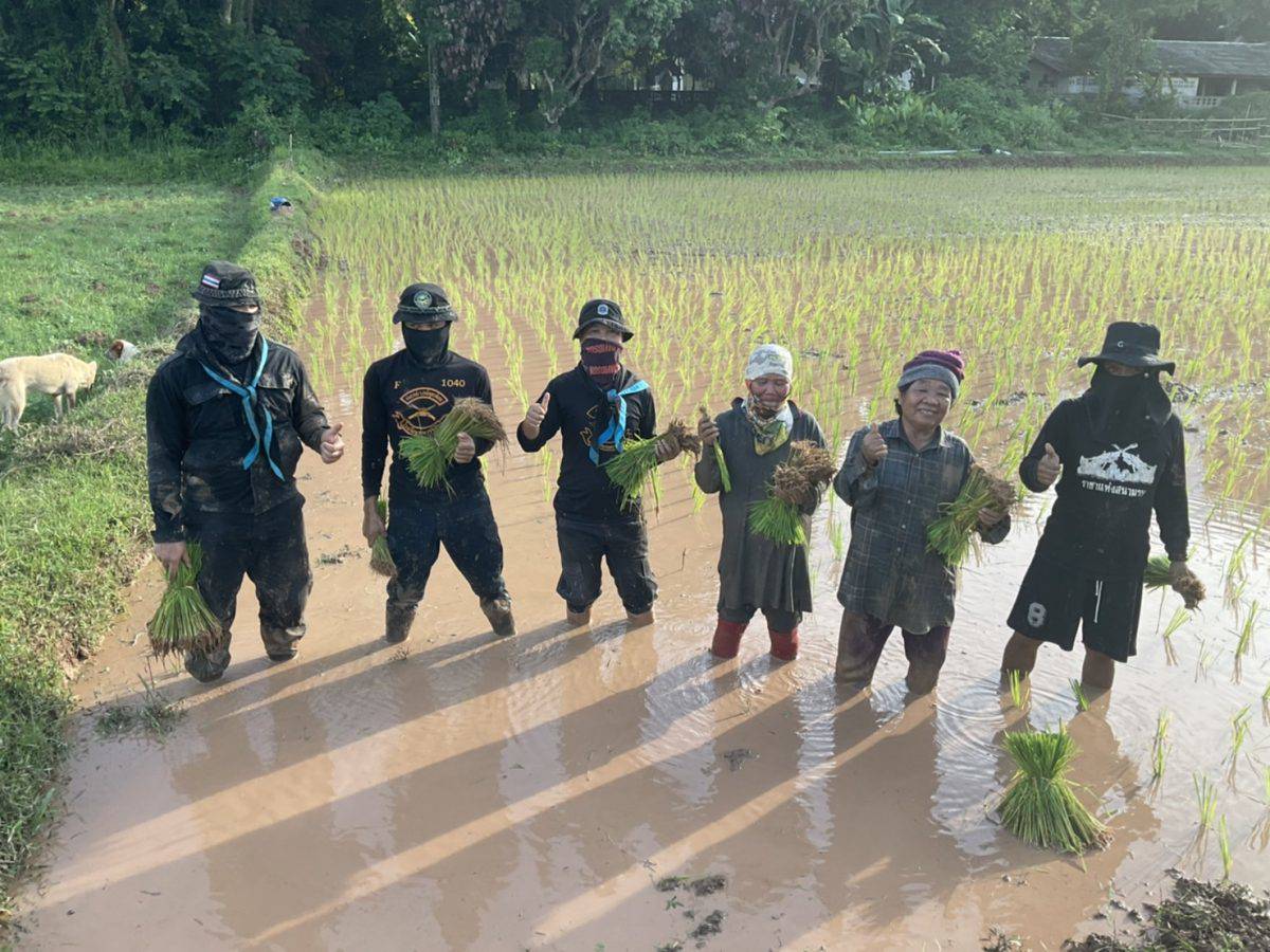 ทหารพรานที่ 2109 ลงแขกดำนาช่วยชาวบ้าน เพื่อลดค่าใช้จ่าย | 77kaoded | LINE TODAY