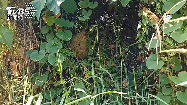 拿命賭！17名賭客不怕虎頭蜂 在旁：「嗡嗡嗡」照賭不誤 | TVBS | LINE TODAY