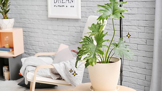 Catat! 45+ Tanaman Bunga Tren 2018 yang Lagi Viral - Informasi Seputar ...