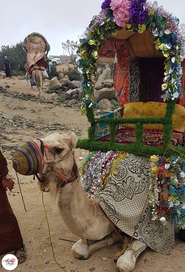 Akeru Feed | พาเที่ยว " Taif (ทาอีฟ)" เมืองหนาวของประเทศซาอุดิอาราเบีย มีดียังไง!!"