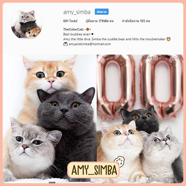 Akeru Feed | รวม 16 ไอจีน้องแมวน่ารัก ทาสแมวต้องฟอลโล่วเลย!