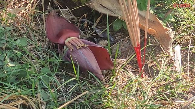 ถูกหวยยกหมู่บ้าน ปลีกล้วย งอกจากพื้นดิน งวดนี้จุดธูปได้เลขเด็ดอีกเน้นๆ | Khaosod | LINE TODAY