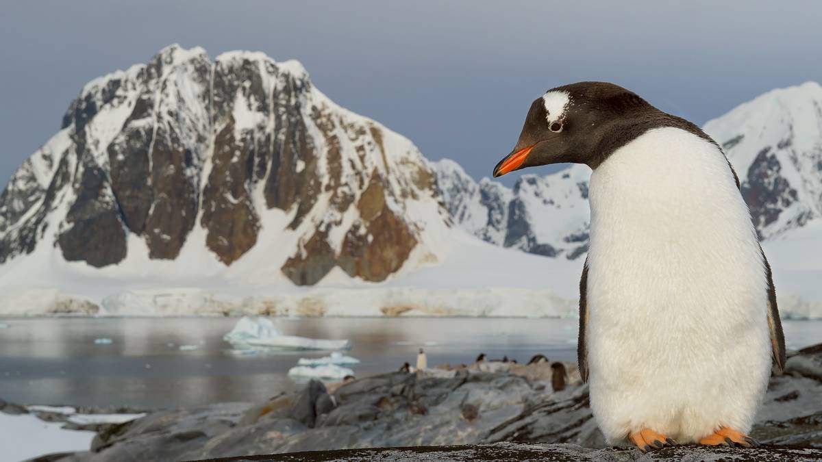 【癒旅遊】趁日照季節，往北極和南極來一次啟迪心靈的體驗 | 癒報 Healpy Post | LINE TODAY