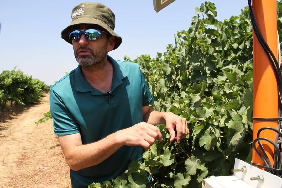 Israeli smart irrigation system helps manage quality, quantity of grape ...