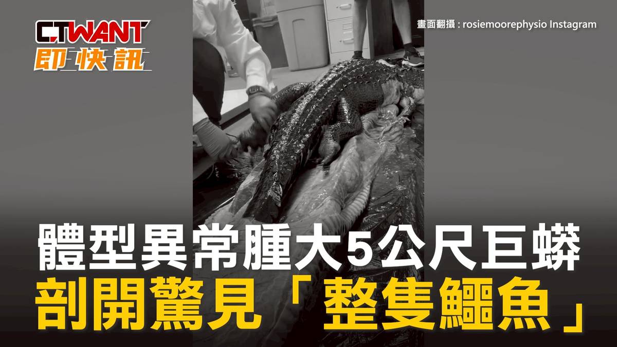 CTWANT 國際新聞 / 體型異常腫大5公尺巨蟒 剖開驚見「整隻鱷魚」 | CTWANT影音 | LINE TODAY