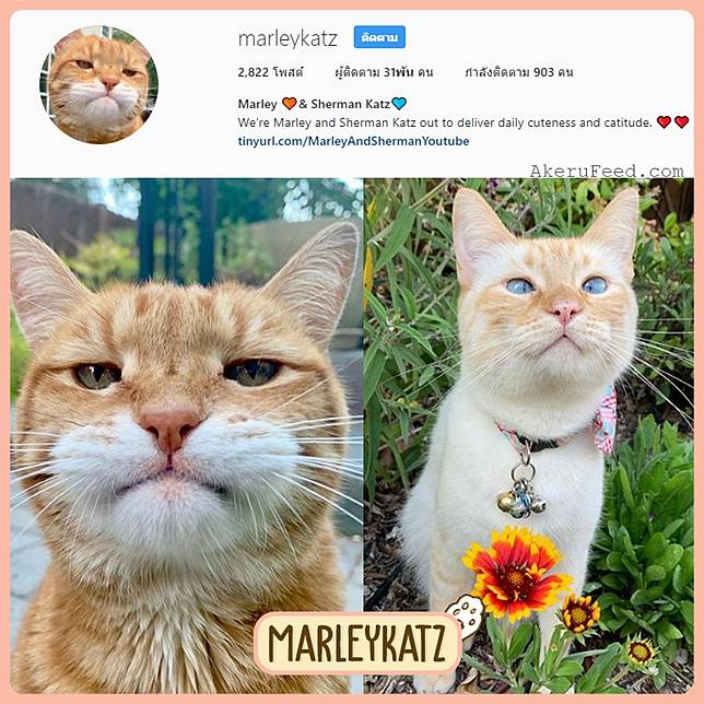 Akeru Feed | รวม 16 ไอจีน้องแมวน่ารัก ทาสแมวต้องฟอลโล่วเลย!