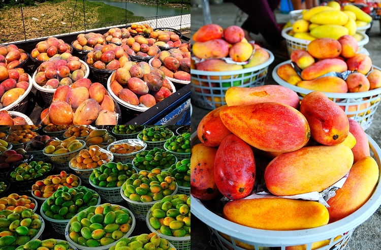 Taiwan Mango Paradise: Yujing – Travel in Tainan