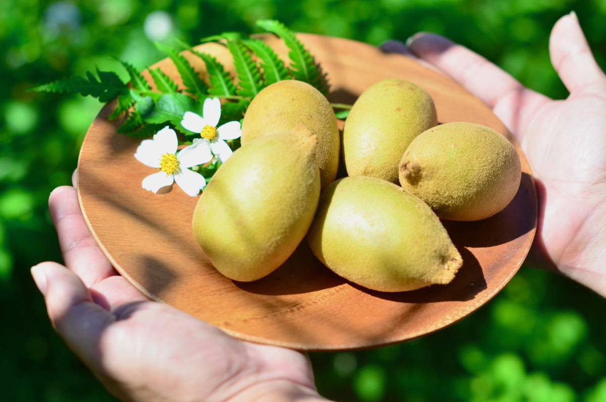 台灣奇異果才有的完熟香甜！涂旭帆樹立本土奇異果標竿，奮鬥十年以高品質打開市場 | 上下游新聞市集 | LINE TODAY