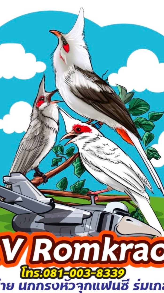 KV Farm นกกรงหัวจุกแฟนซีสายพัฒนาเพื่อแข่งขัน