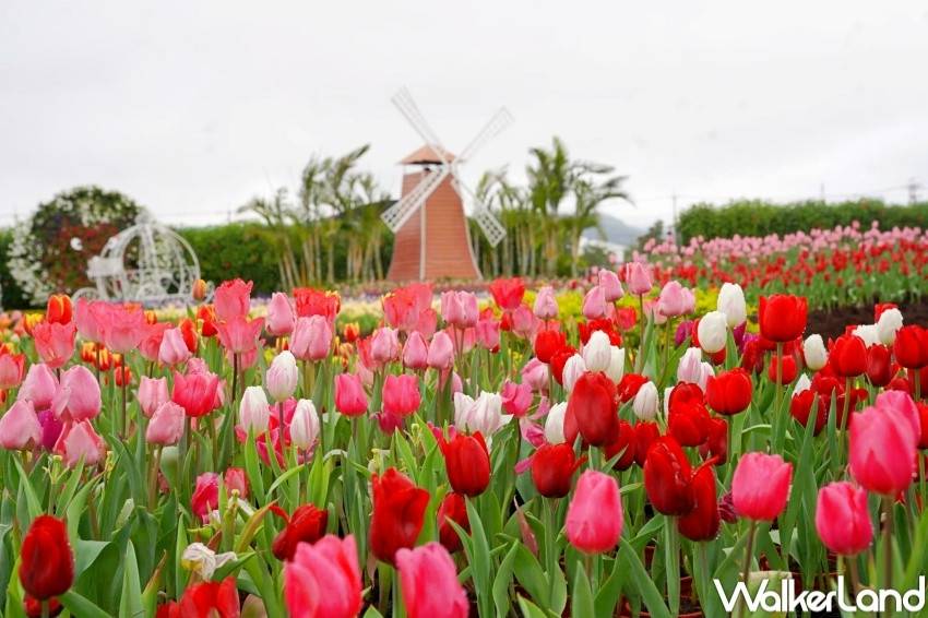 鬱金香花海拍起來！中社觀光花市30萬株「鬱金香花海」IG拍起來，期間限定「鬱金香花季」每年就等這一波。 | WalkerLand 窩客島 | LINE TODAY