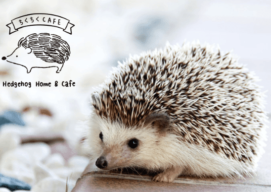 治癒級可愛！位於日本澀谷的「刺猬Cafe」，與刺猬在娃娃屋享受歡樂時光〜 | LINE購物