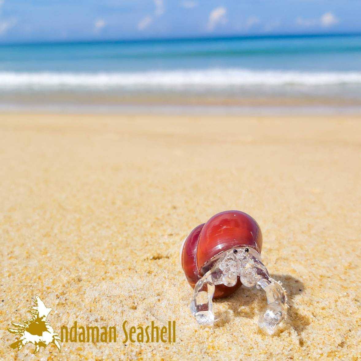 Andaman seashell แก้วเป่าติดเปลือกหอย รูปปูเสฉวน ติดเปลือกหอย 20 | LINE ...