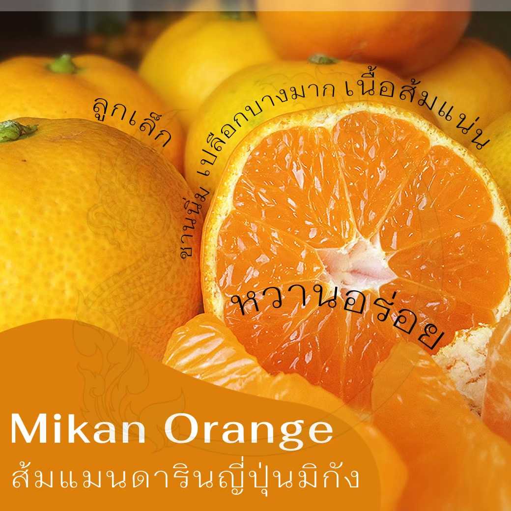 ส้มแมนดารินญี่ปุ่น มิกัง ปลูกในเรือนกระจก (Japanese-Saga Karatsu ...