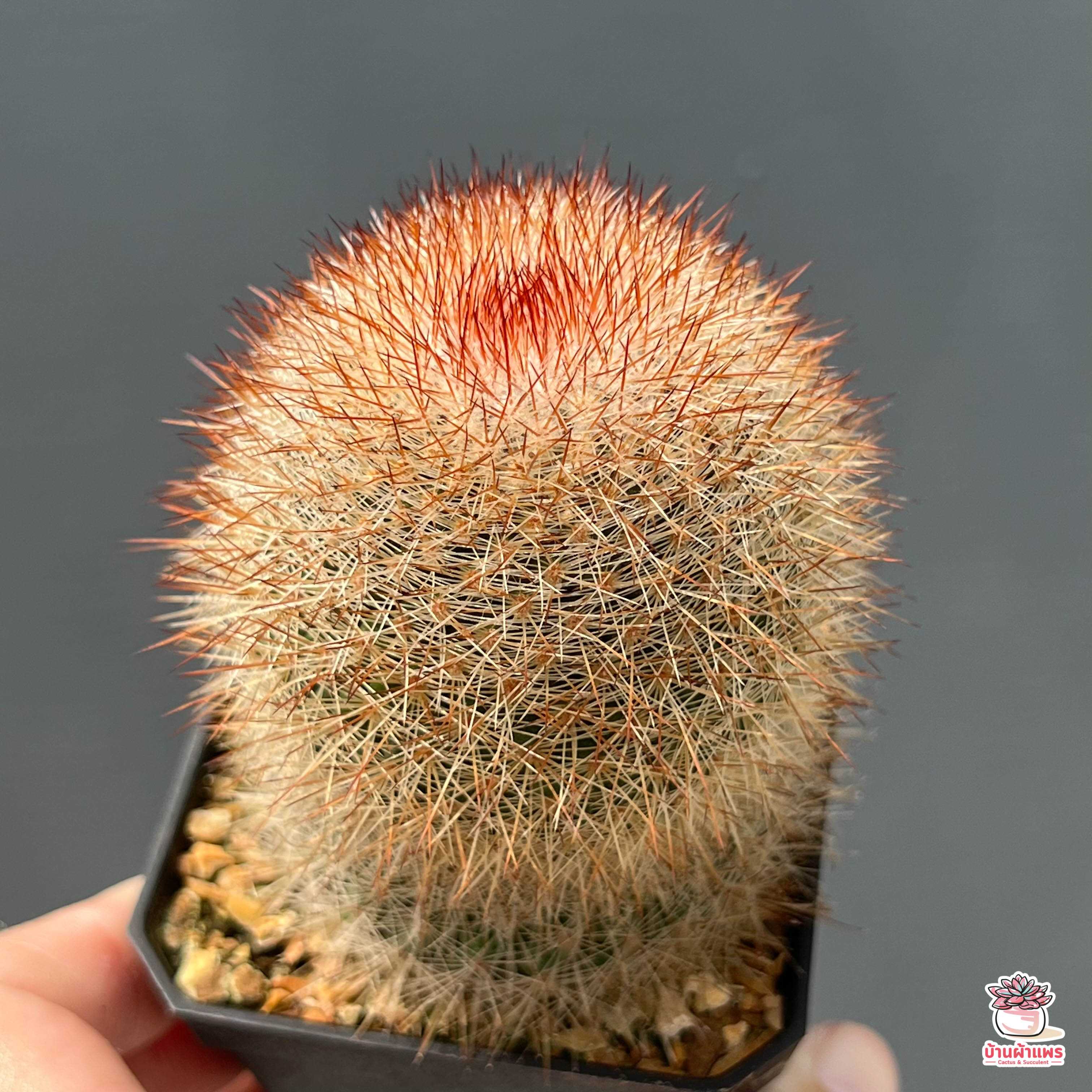 Mammillaria Spinosissima Red-Headed Irishman #กระถาง 3 นิ้ว แคคตัส ...