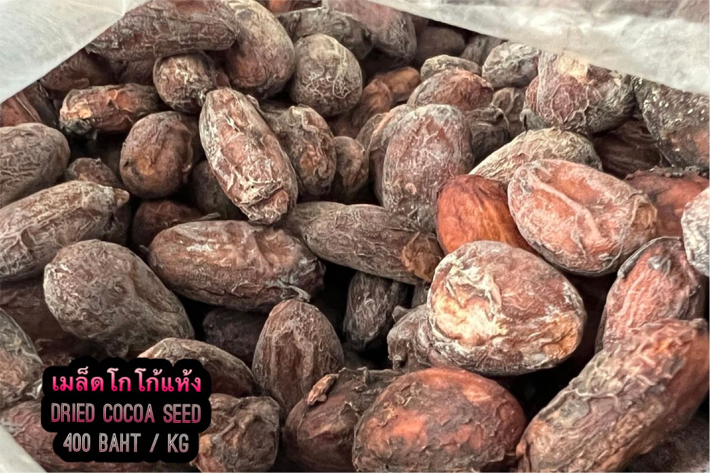 Cocoa Seed | LINE SHOPPING