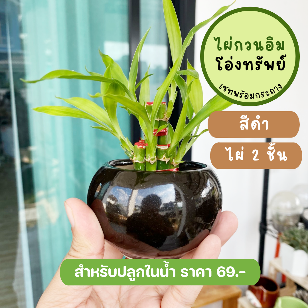 ไผ่กวนอิม พร้อมกระถางโอ่งดำ หรูหรา เสริมฮวงจุ้ยบ้าน | LINE SHOPPING