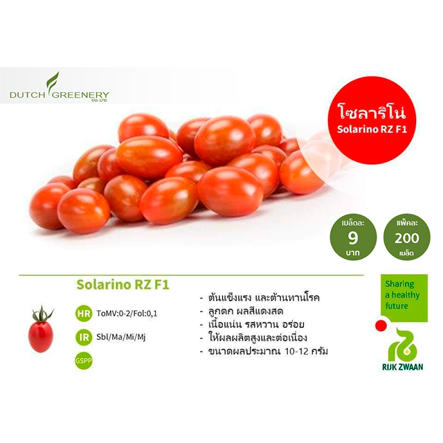 Tomato - Solarino RZ F1 | LINE SHOPPING
