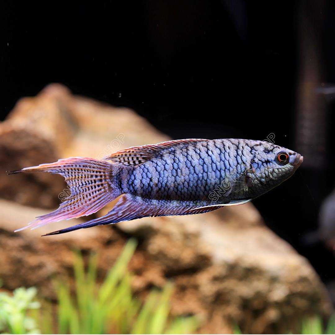 ปลาพาราไดซ์ฟ้า (BLUE Paradise Gourami) ขายเซทละ 2ตัว/5ตัว ไซส์ประมาณ ...