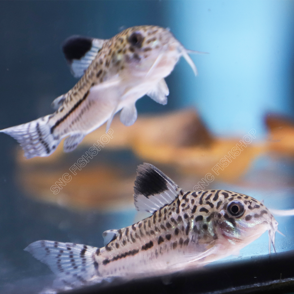 ปลาแพะจูลี่ (Juli Corydoras) ขายเซทละ 2ตัว/5ตัว ไซส์ประมาณ 2cm | LINE ...