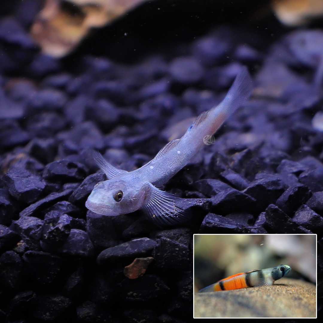 ปลาบู่แคระแดงปาปัว (Red Papua Goby) ขายเซทละ 2ตัว/5ตัว ไซส์ประมาณ 4cm ...