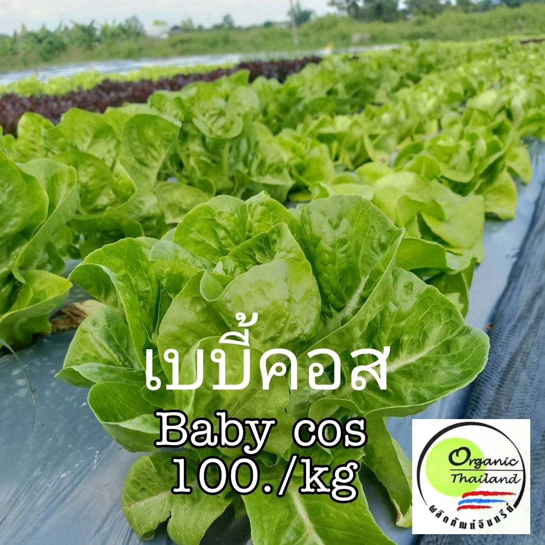 A004 เบบี้คอส อินทรีย์ (Organic Baby Cos) | LINE SHOPPING