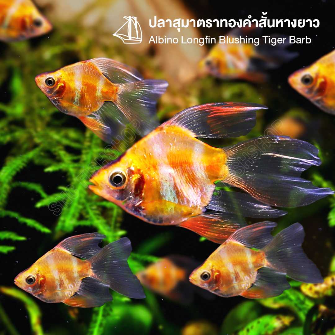 ปลาสุมาตราทองคำสั้นหางยาว (Albino Longfin Blushing Tiger Barb) ขายเซทละ ...