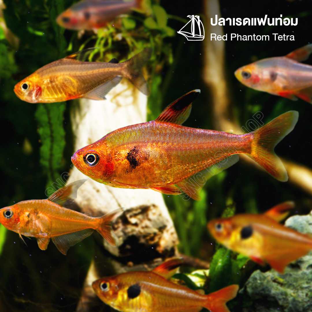 เรดแพนทอม (Red Phantom Tetra) ขายเซทละ 5ตัว ไซส์ประมาณ 2.5cm | LINE ...