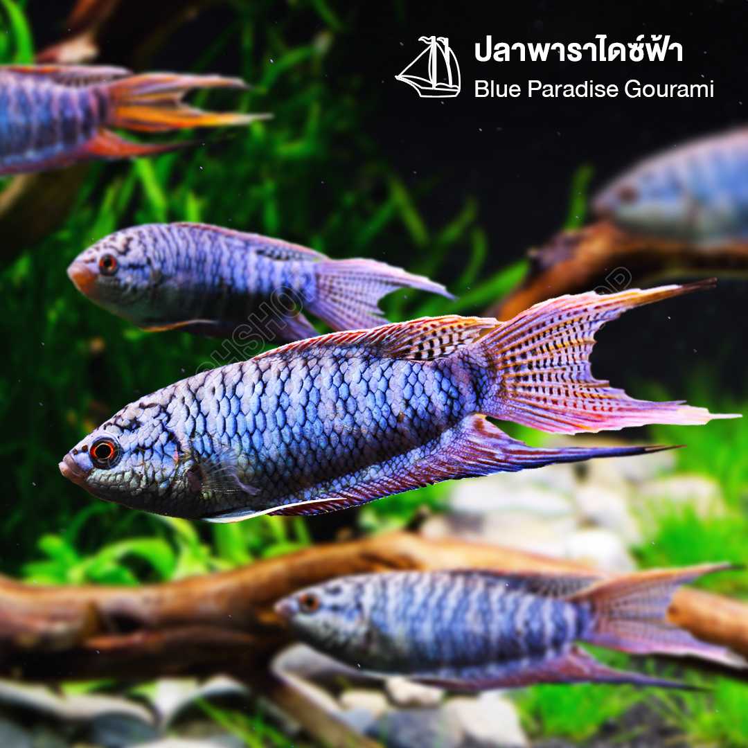 ปลาพาราไดซ์ฟ้า (BLUE Paradise Gourami) ขายเซทละ 2ตัว/5ตัว ไซส์ประมาณ ...