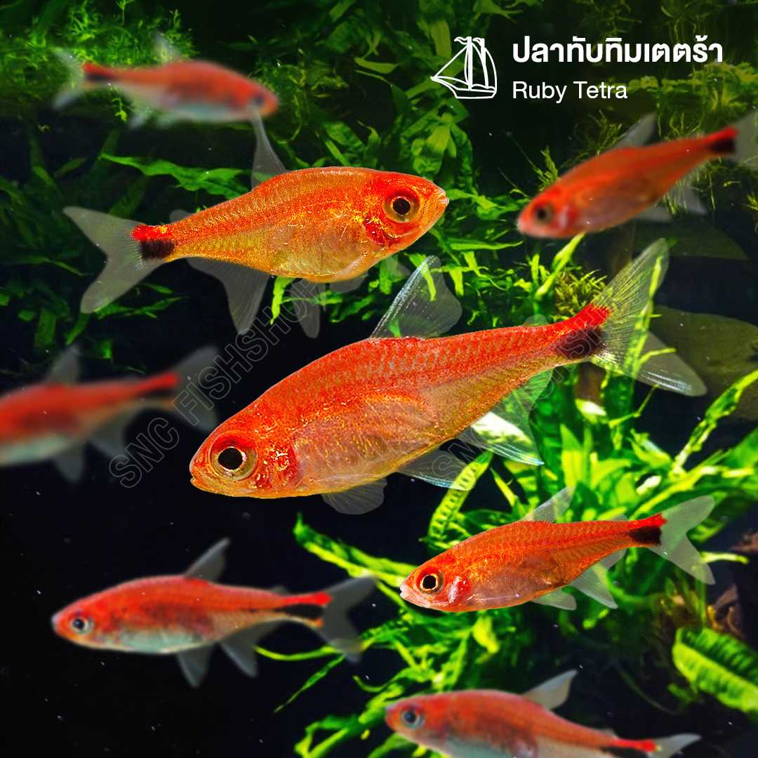 ทับทิมเตตร้า (Ruby Tetra) ขายเซทละ 5ตัว/12ตัว ไซส์ประมาณ 2.5cm | LINE ...