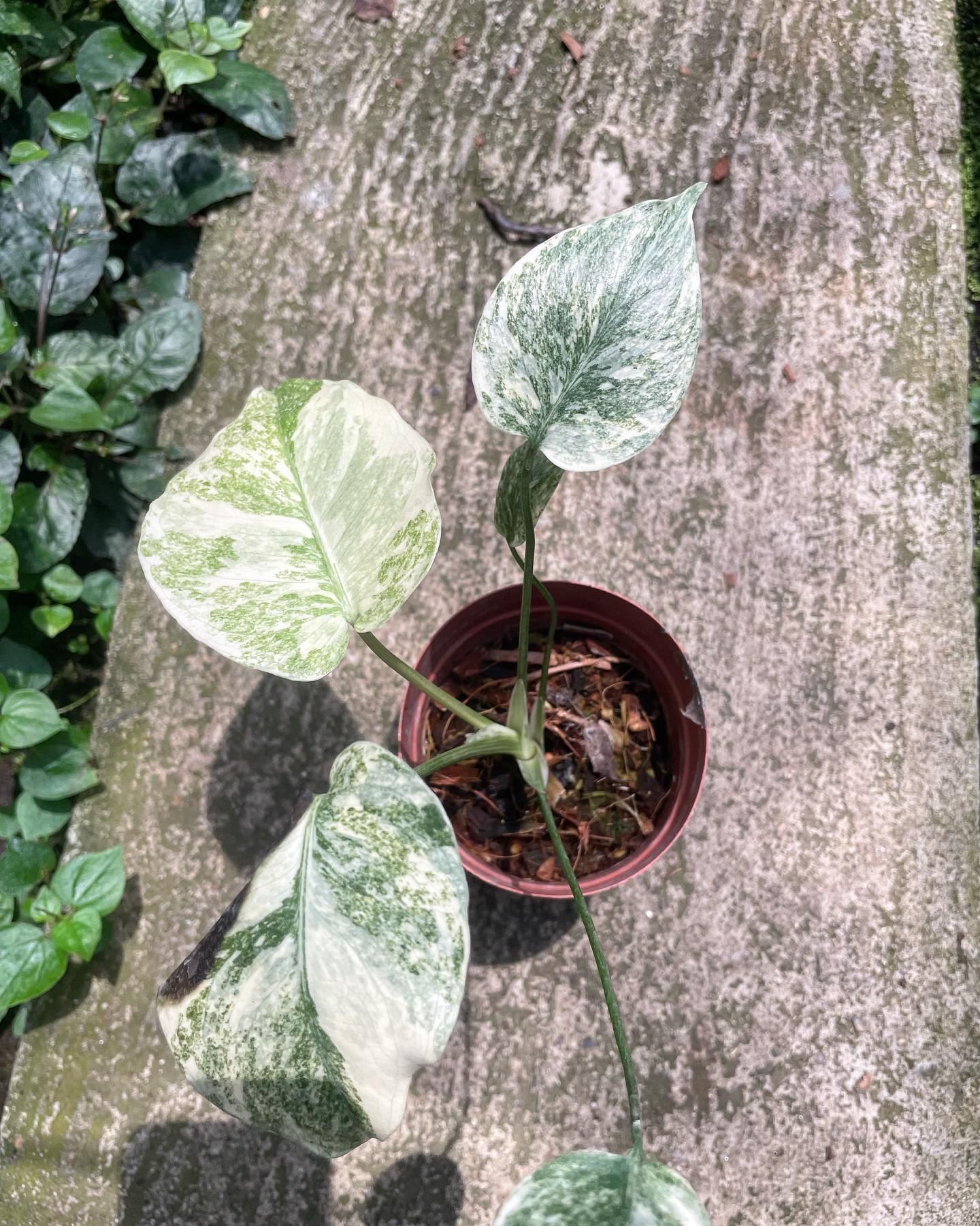 Monstera Legacy | LINE SHOPPING
