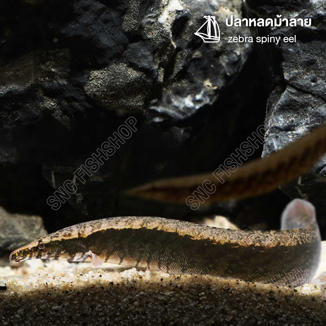ปลาหลดม้าลาย zebra spiny eel ขายเซทละ 1ตัว/2ตัว ไซส์ประมาณ 10cm | LINE ...
