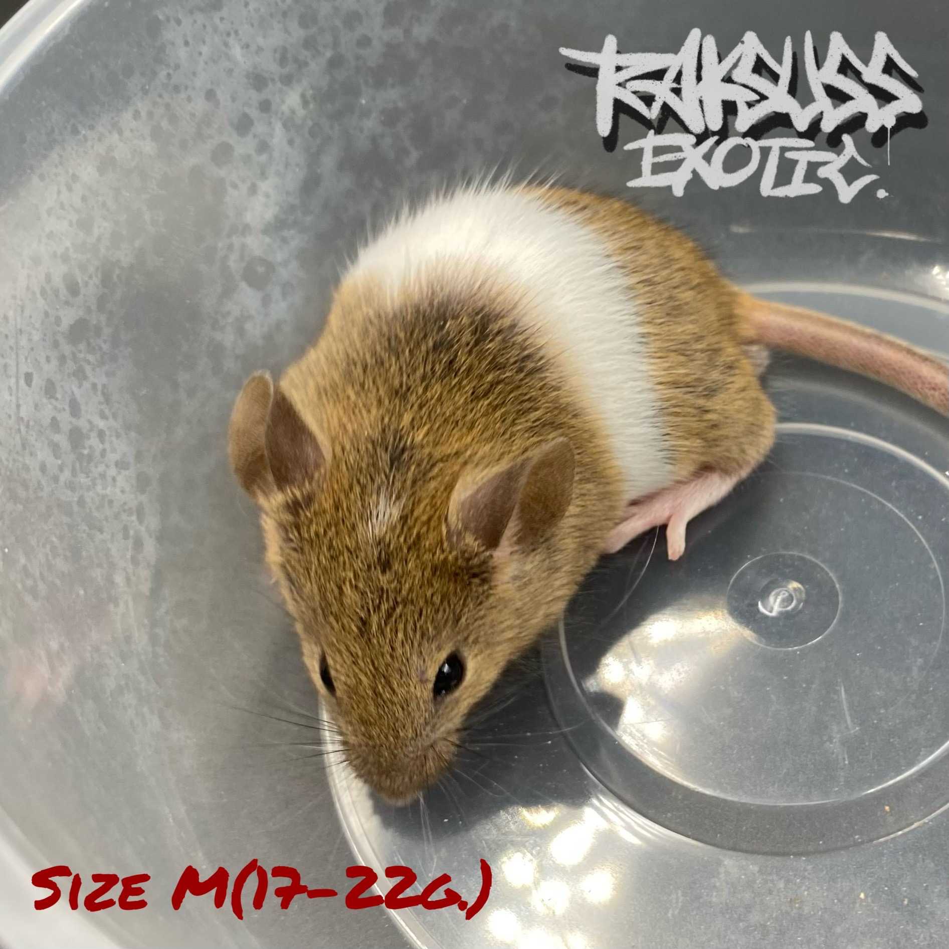 Frozen Mice Size M(17-22g.) 10ตัว | LINE SHOPPING