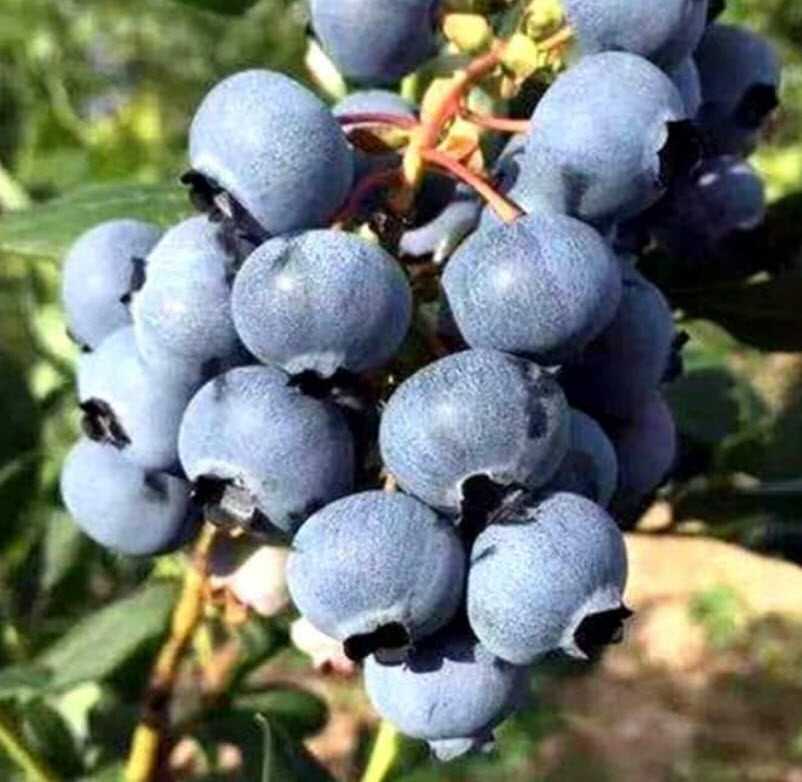 (1ต้น) ต้น บลูเบอรี่ บลูเบอร์รี่ เล็กซี Blueberry LEXI ต้นบลูเบอรี่ ต้น ...