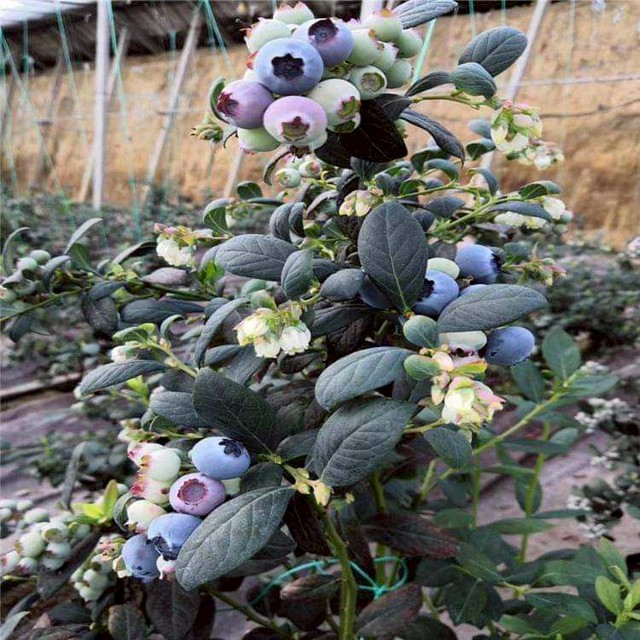 (1ต้น) ต้น บลูเบอรี่ บลูเบอร์รี่ เล็กซี Blueberry LEXI ต้นบลูเบอรี่ ต้น ...