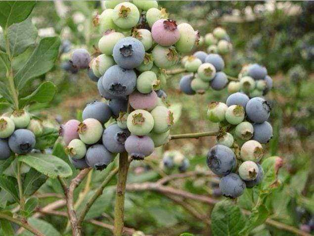 (1ต้น) ต้น บลูเบอรี่ บลูเบอร์รี่ เล็กซี Blueberry LEXI ต้นบลูเบอรี่ ต้น ...
