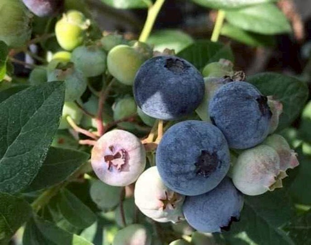 (1ต้น) ต้น บลูเบอรี่ บลูเบอร์รี่ เล็กซี Blueberry LEXI ต้นบลูเบอรี่ ต้น ...