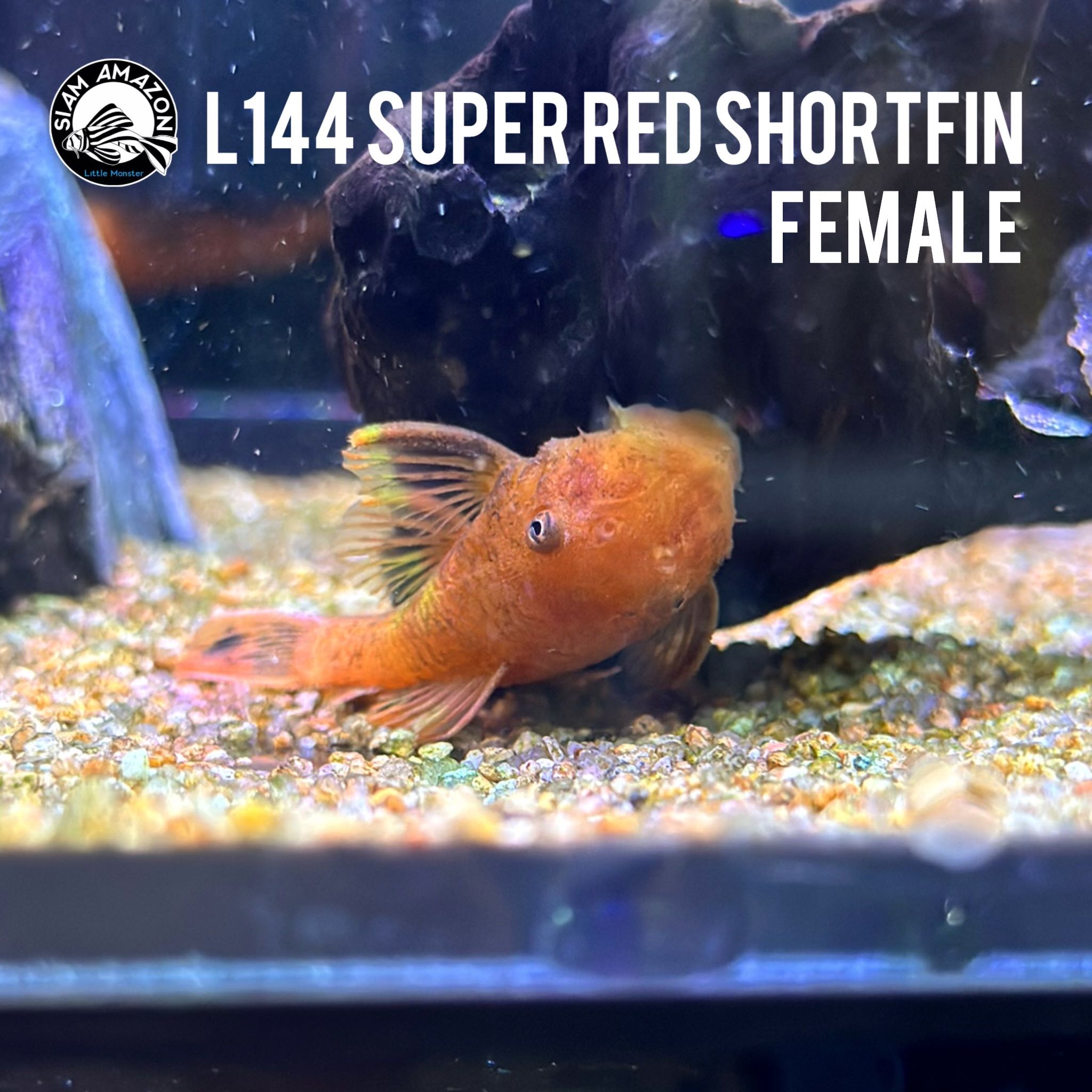 L486 Ancistrus Sp.ไซส์ 1.5 นิ้ว | LINE SHOPPING