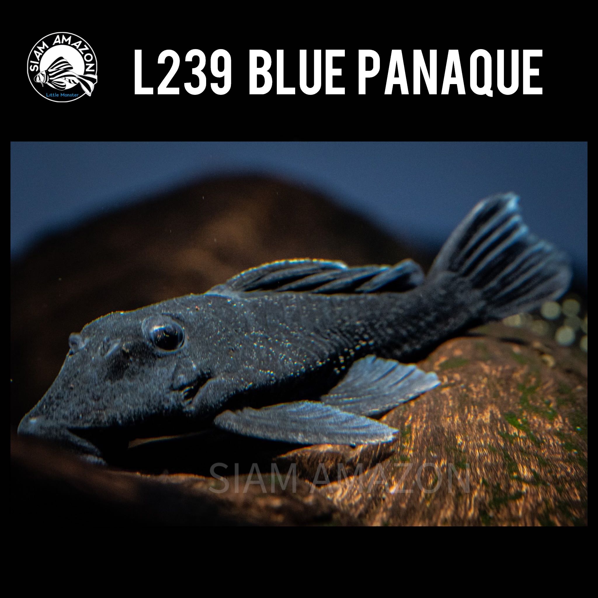 | ปลากินตะไคร่ สายกินพืช Algae Eaters | LINE SHOPPING