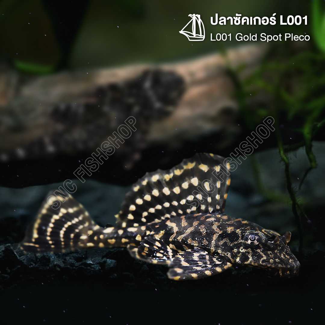 L001 Gold Spot Pleco ขายเซทละ 2ตัว/5ตัว ไซส์ประมาณ 3cm | LINE SHOPPING