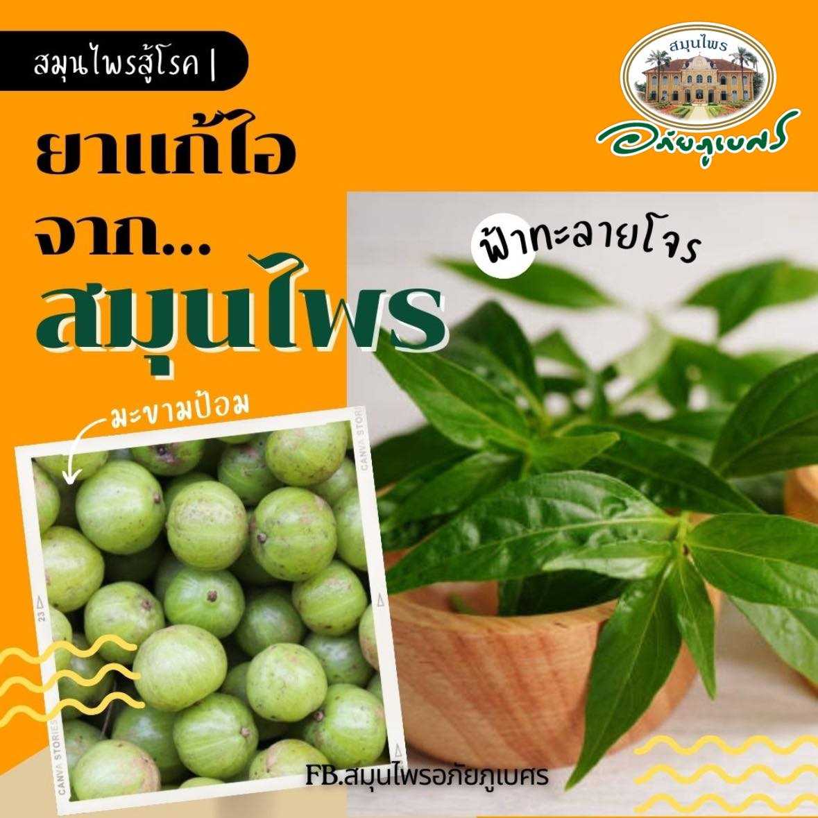 abhaishop อภัยภูเบศร | LINE SHOPPING