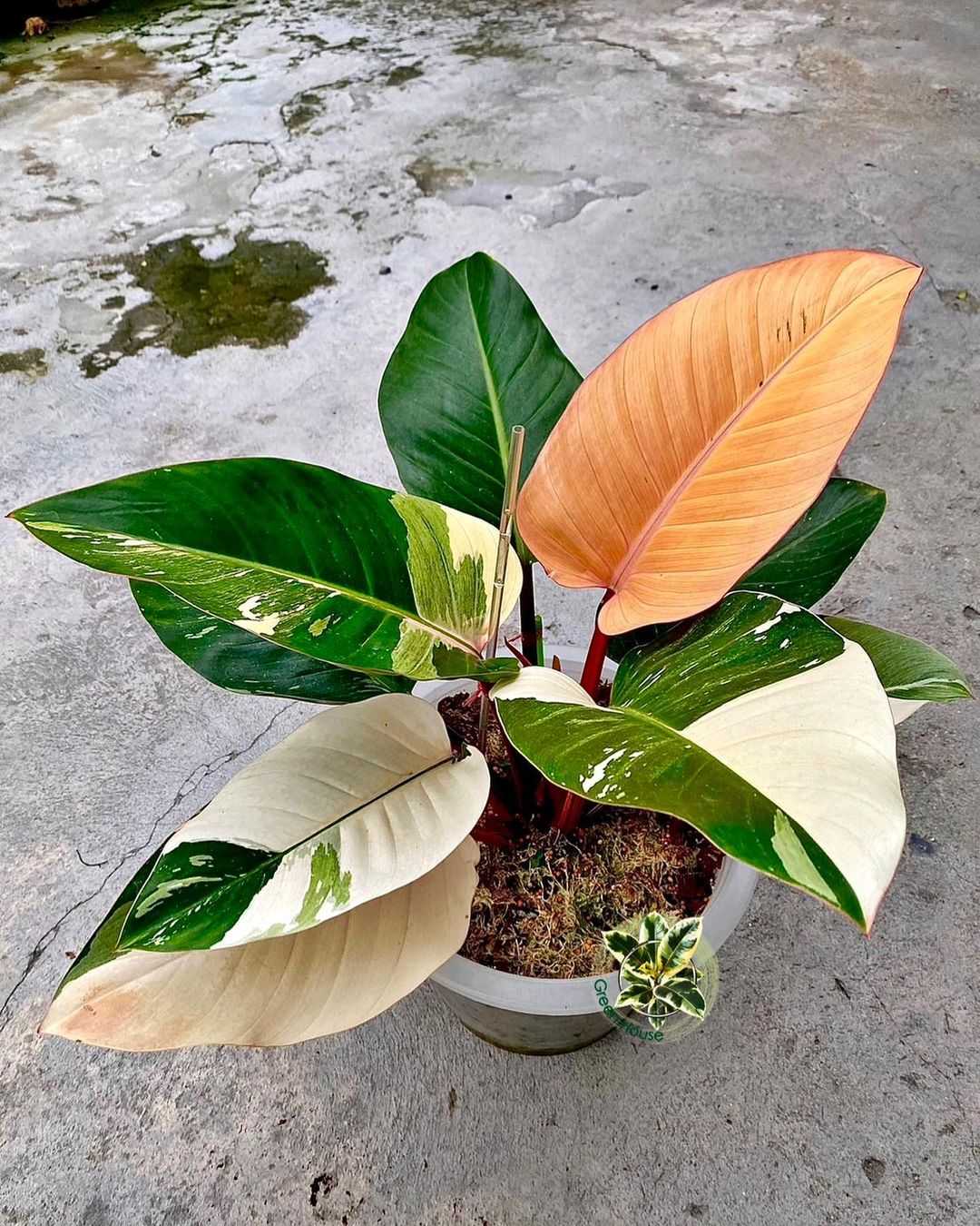 Philodendron Red Congo Variegated ฟิโลเดนดรอน เรดคองโกด่าง | LINE SHOPPING