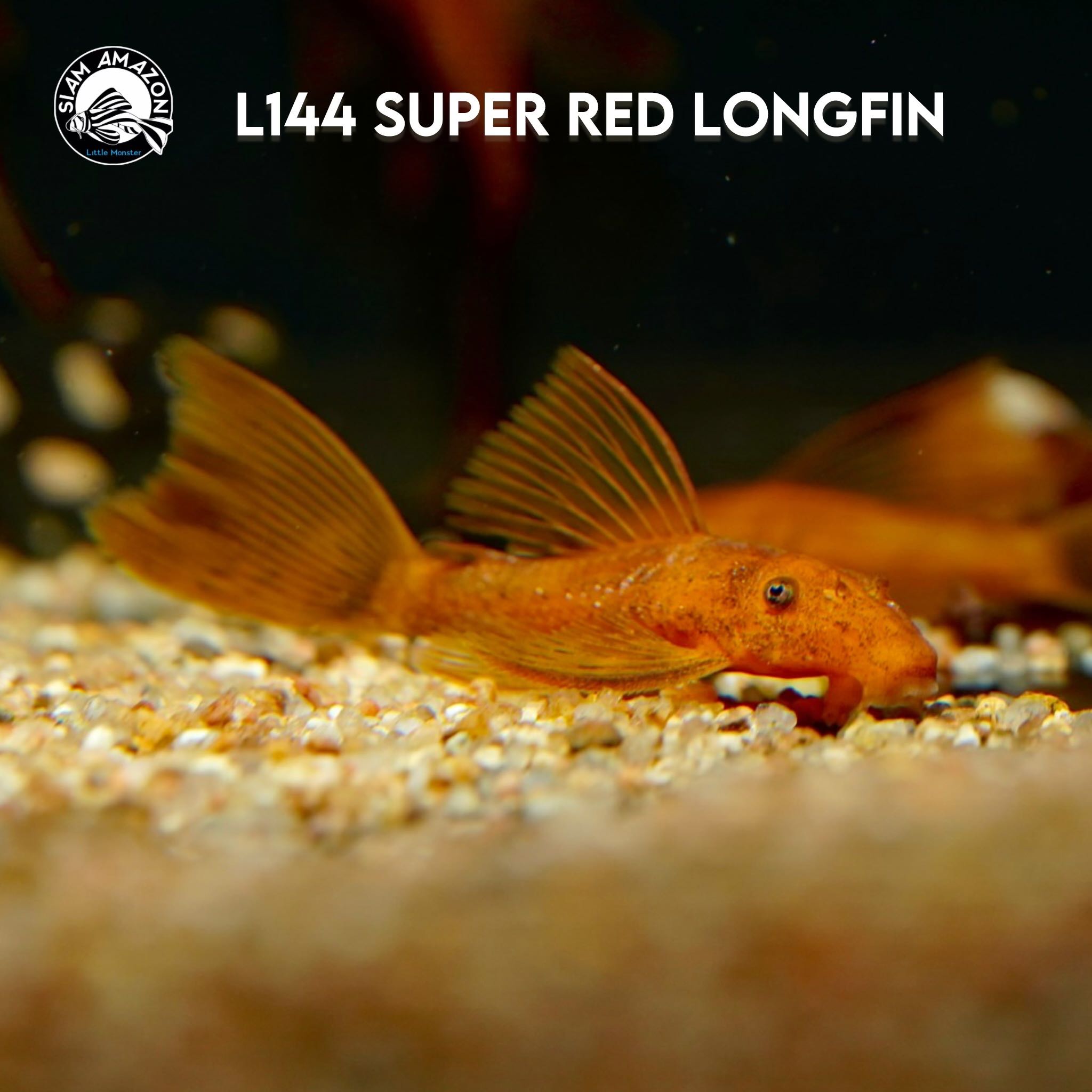 L144 Super red Longfin ไซส์ 1.5 นิ้ว | LINE SHOPPING
