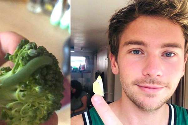 スーパーで買ったブロッコリーから7匹のいも虫を発見！ チョウになるまで育ててみた（ビジネスインサイダージャパン）